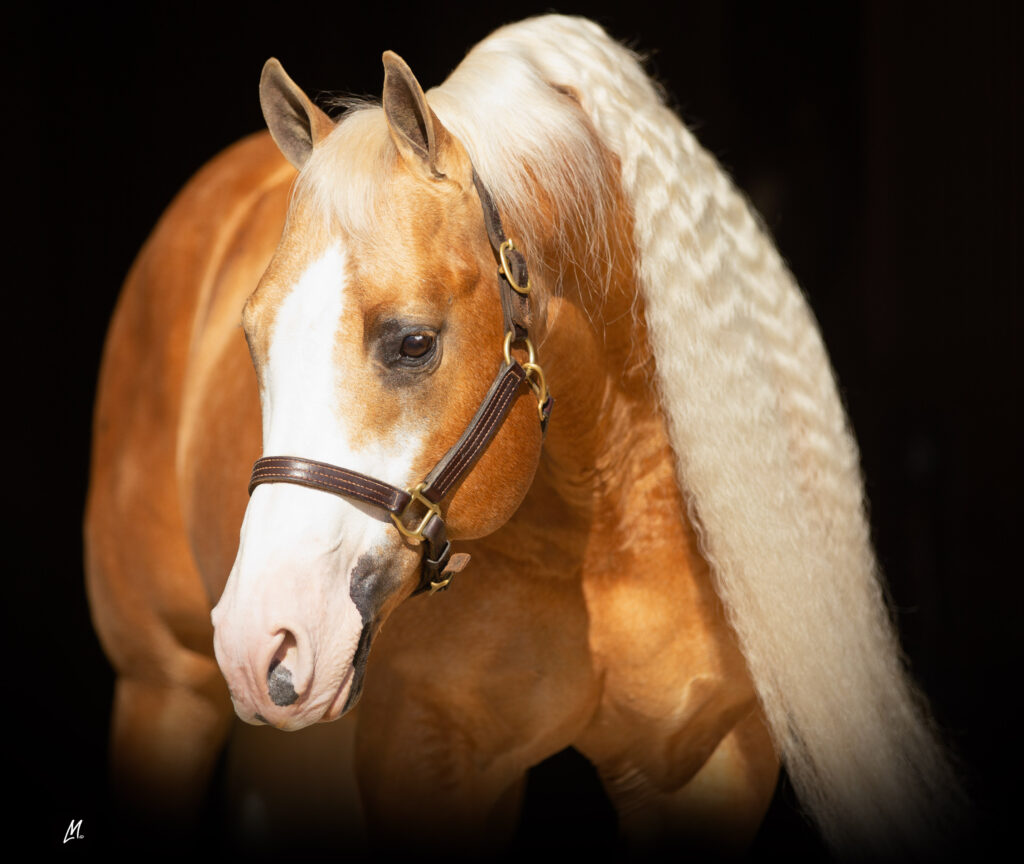 Stallions – Tom McCutcheon