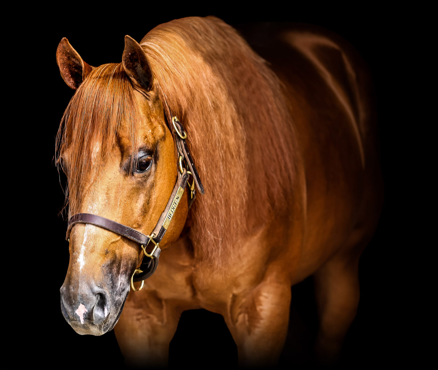 Stallions – Tom McCutcheon