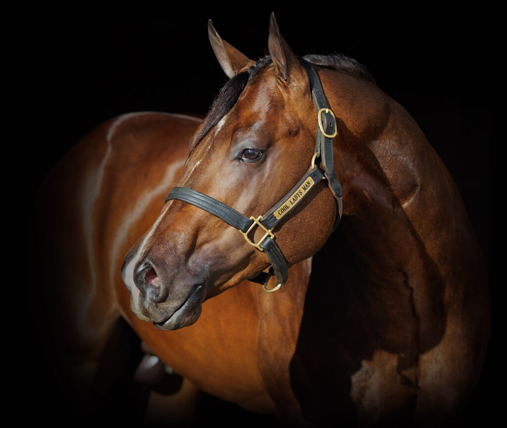 Stallions – Tom McCutcheon