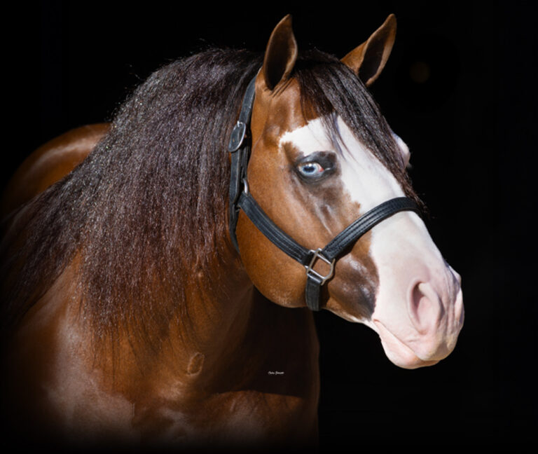 Stallions – Tom McCutcheon