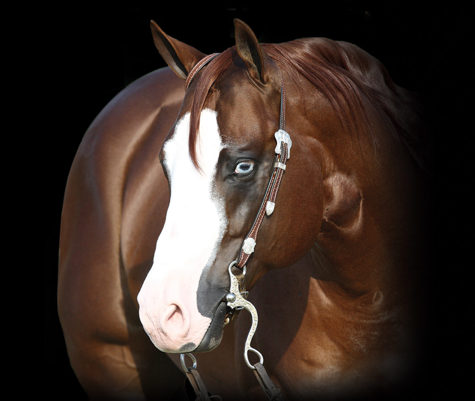 Stallions – Tom McCutcheon